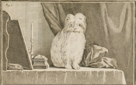 Domestic Dogs - Discover Lewis & Clark